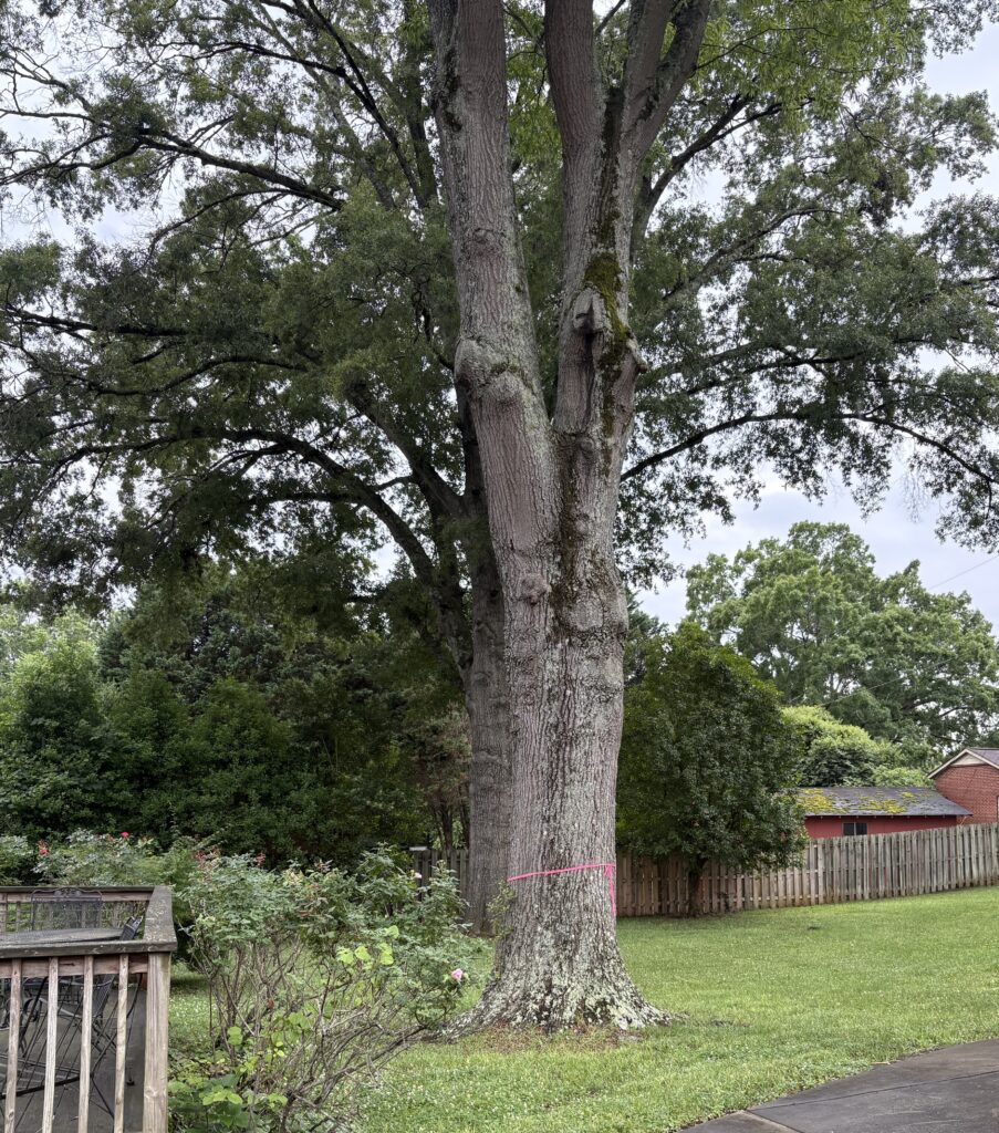 Tree Health Care: Why Proactive Care Costs Less Than Reactive Treatment ...